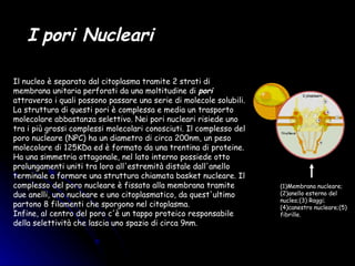 Struttura del nucleo | PPT