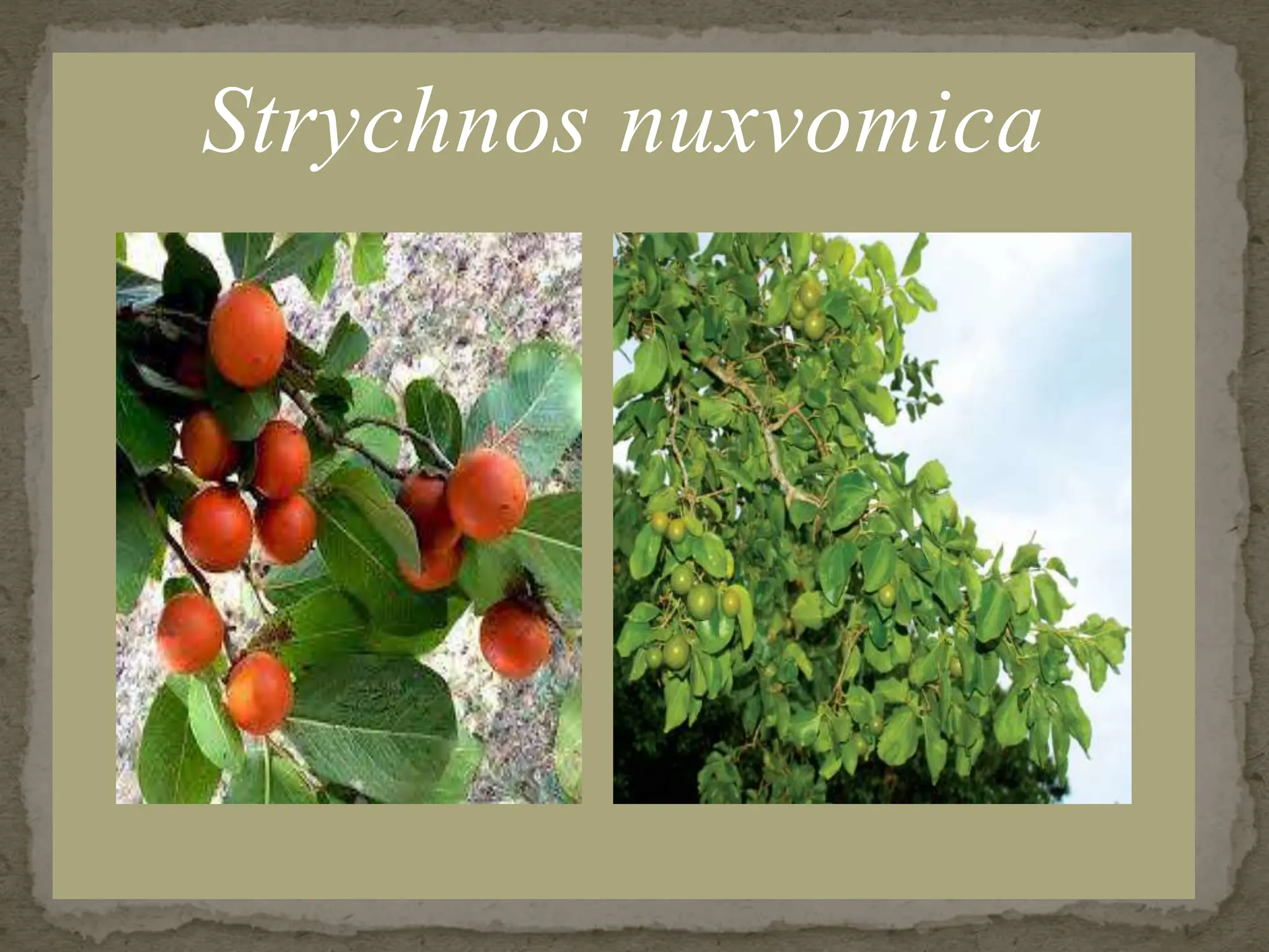 Strychnos nuxvomical | PPTX