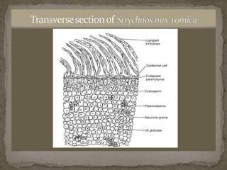 Strychnos nuxvomical | PPT