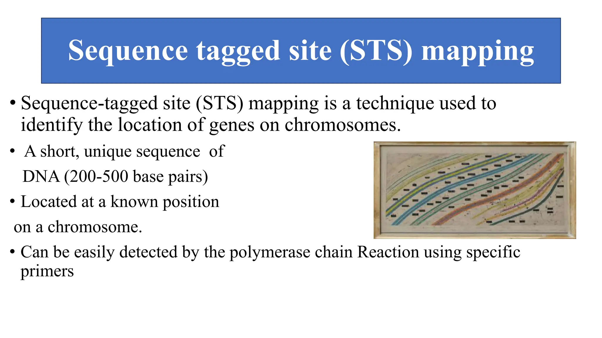 An introduction on sequence tagged site mapping | PPTX