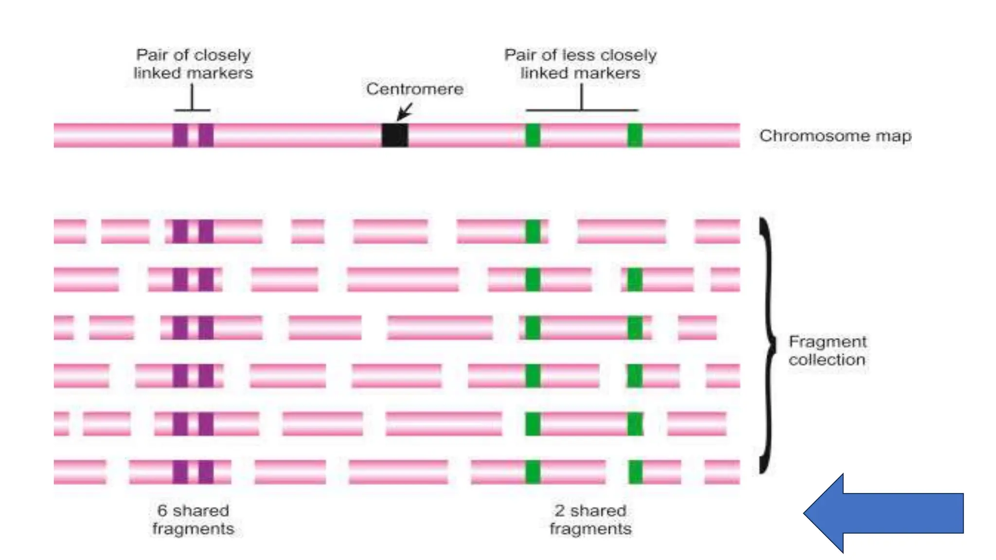 An introduction on sequence tagged site mapping | PPTX