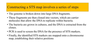 An introduction on sequence tagged site mapping | PPTX