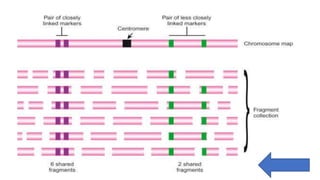 An introduction on sequence tagged site mapping | PPTX
