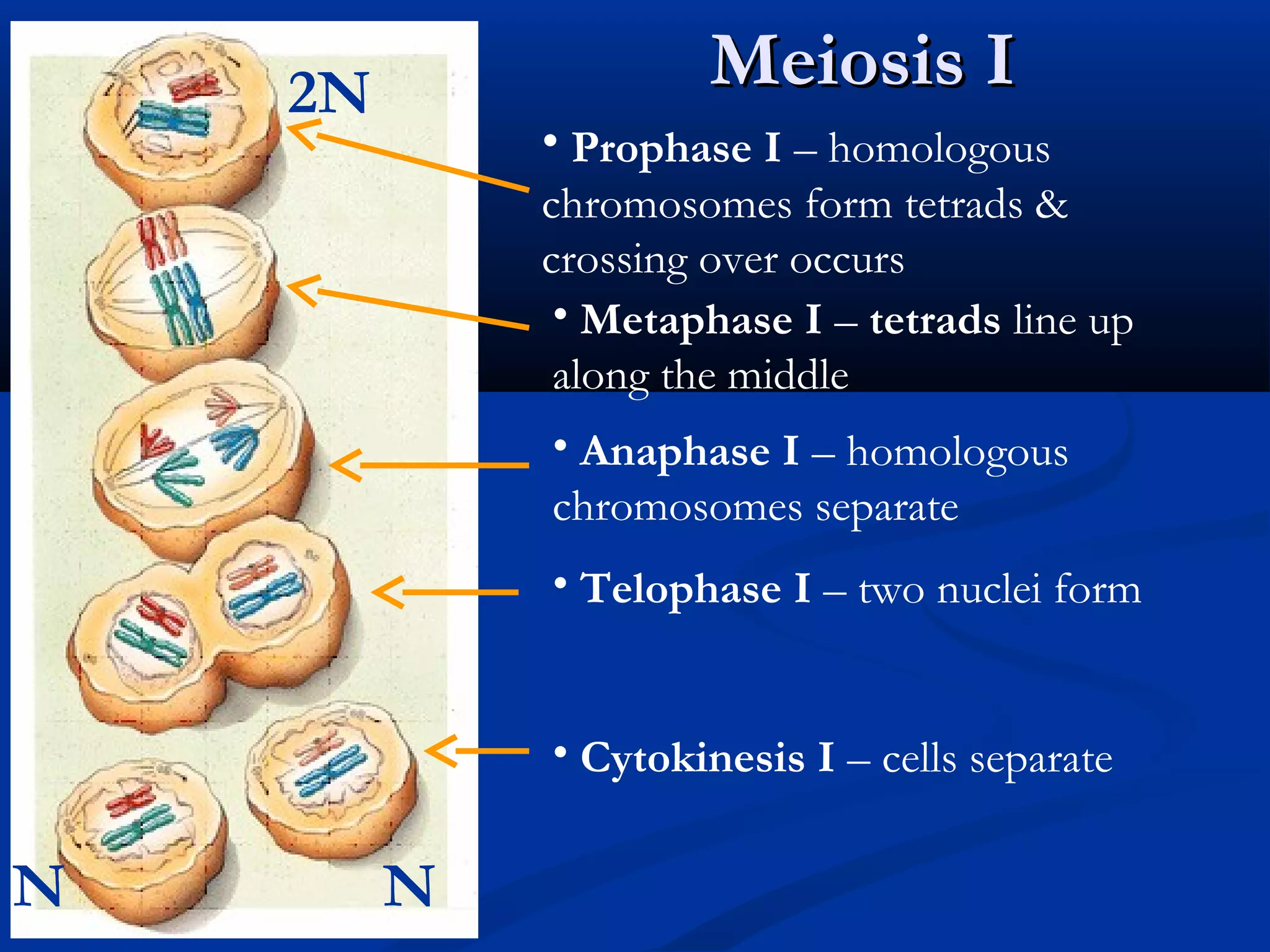 Meiosis Phases | PPT