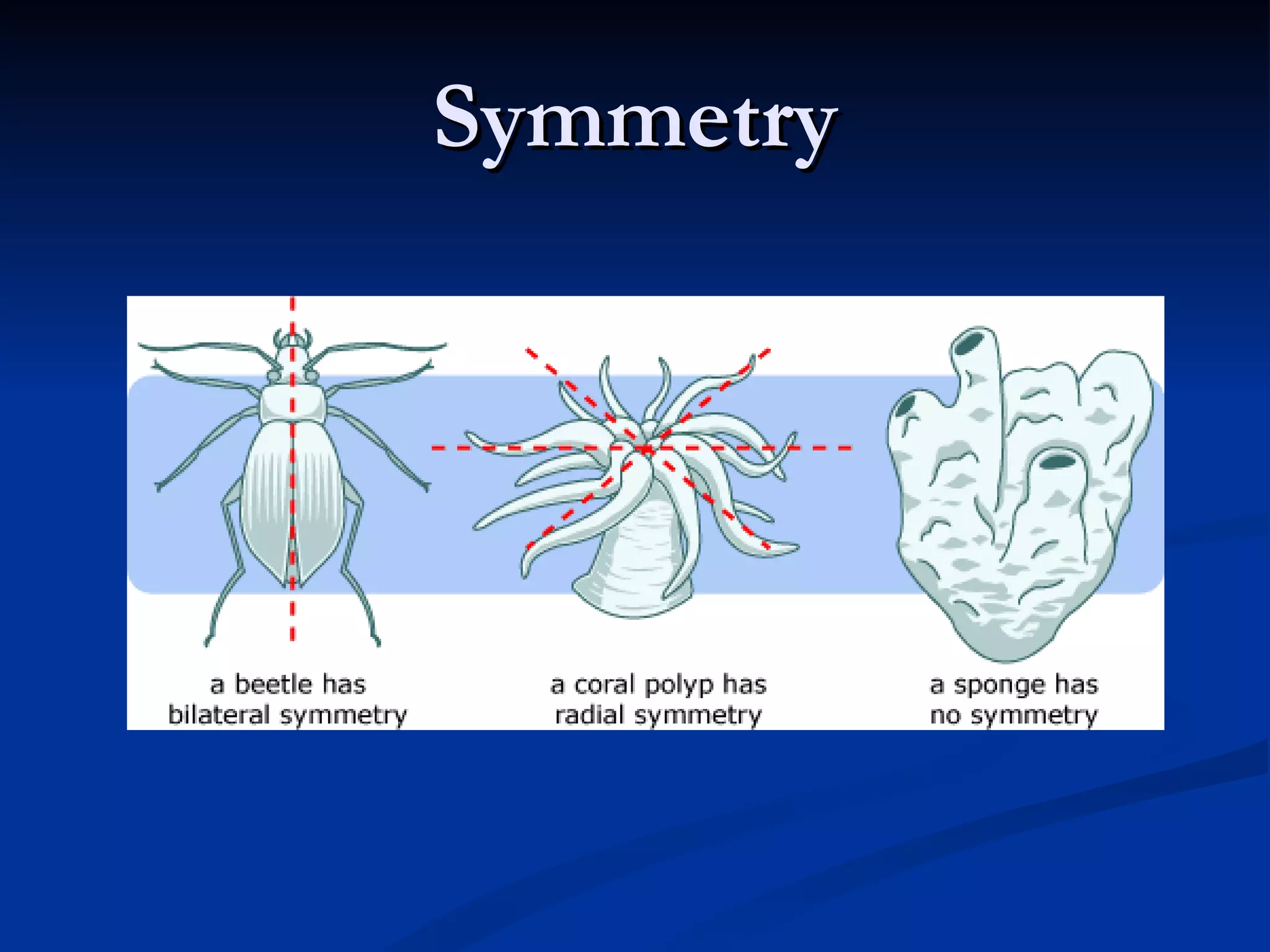 Sts unit 6 classification and animal diversity for moodle | PPT