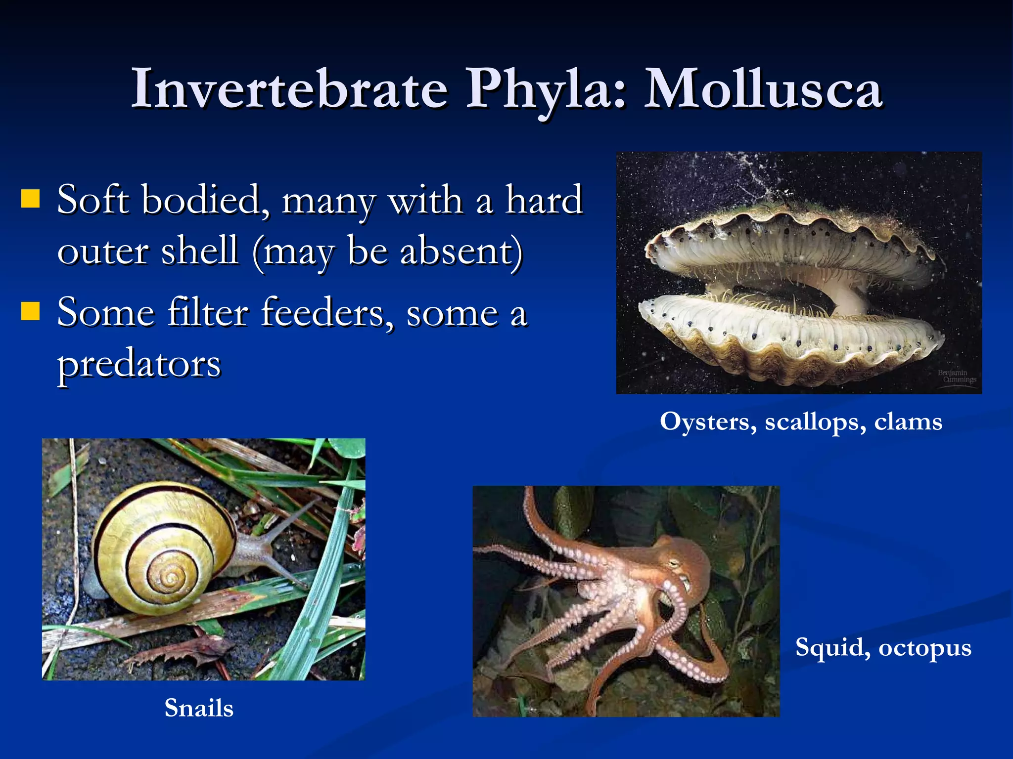 Sts unit 6 classification and animal diversity for moodle | PPT