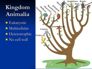 Sts unit 6 classification and animal diversity for moodle | PPT
