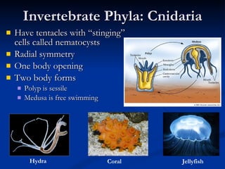 Sts unit 6 classification and animal diversity for moodle | PPT
