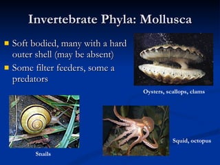 Sts unit 6 classification and animal diversity for moodle | PPT