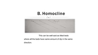 Homocline