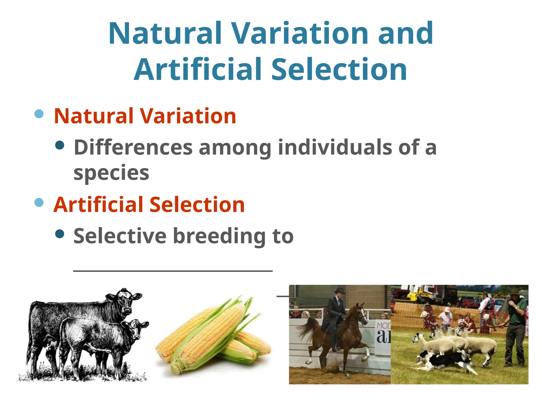 (student) evolution and natural selection.pptx