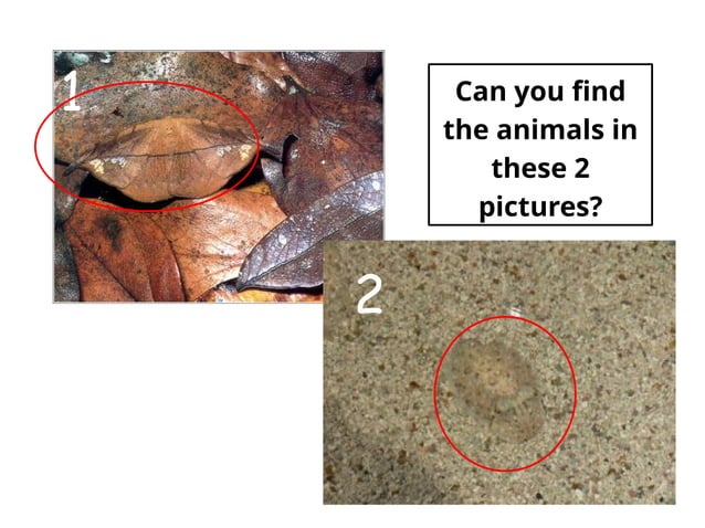 (student) evolution and natural selection.pptx