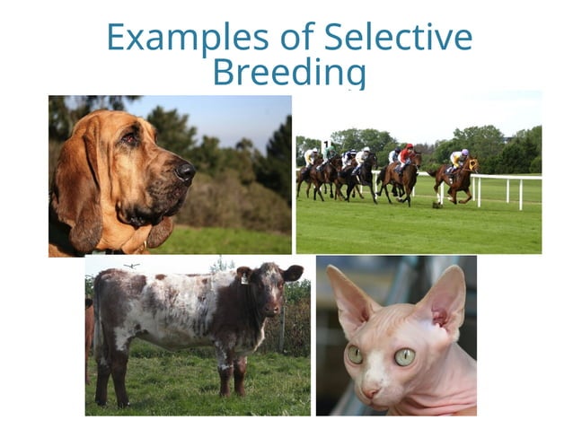 (student) evolution and natural selection.pptx