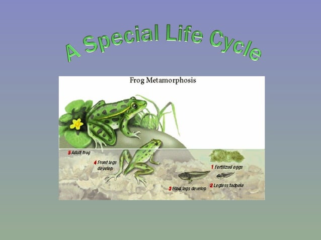 Student Metamorphosis Power Point | PPT