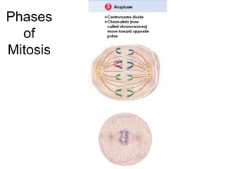 Studentmitosis | PPT