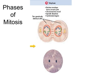 Studentmitosis | PPT