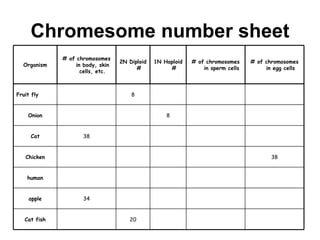 Studentmitosis | PPT
