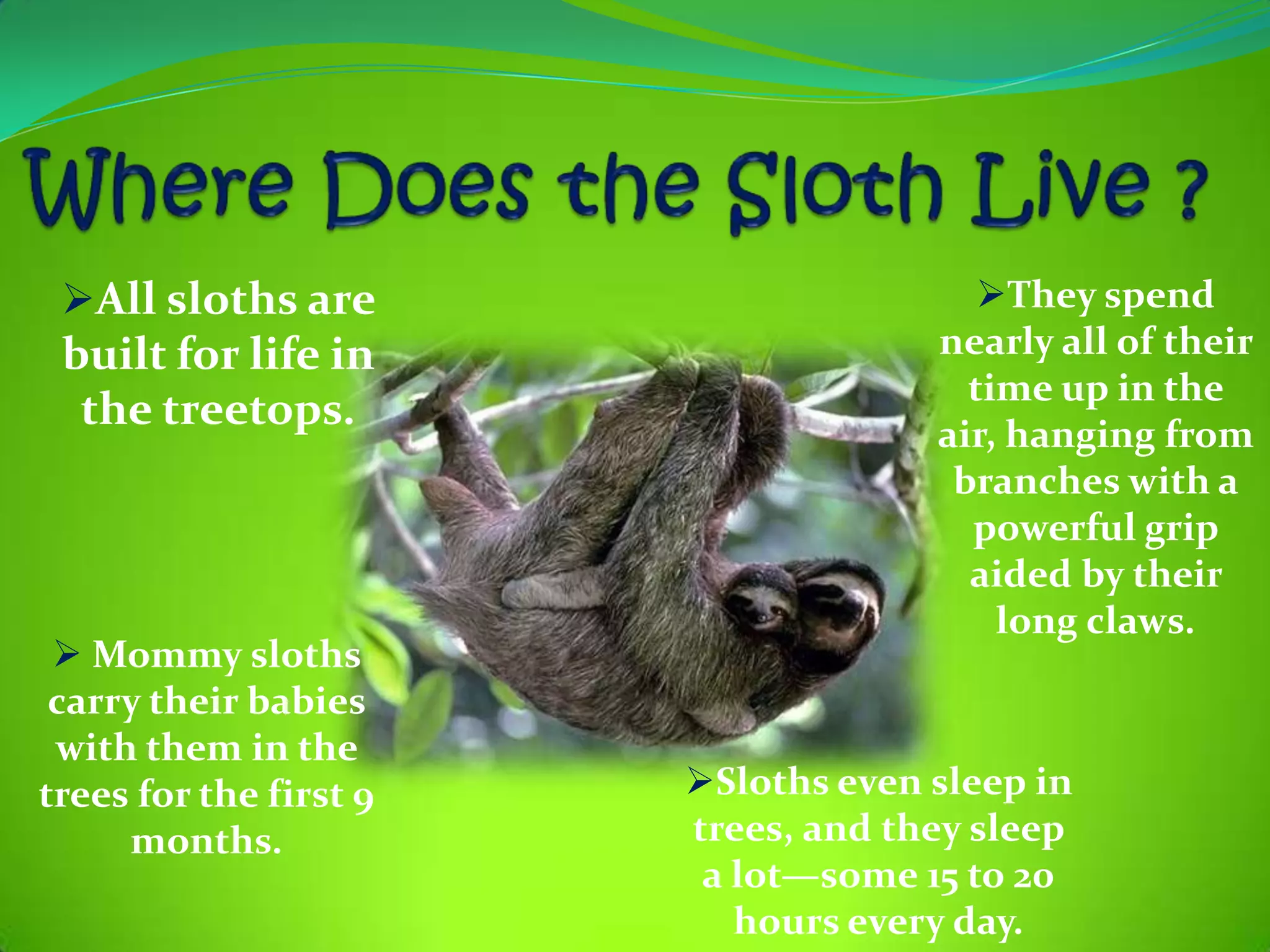 Student powerpoint my rainforest animal presentation 1 | PPTX