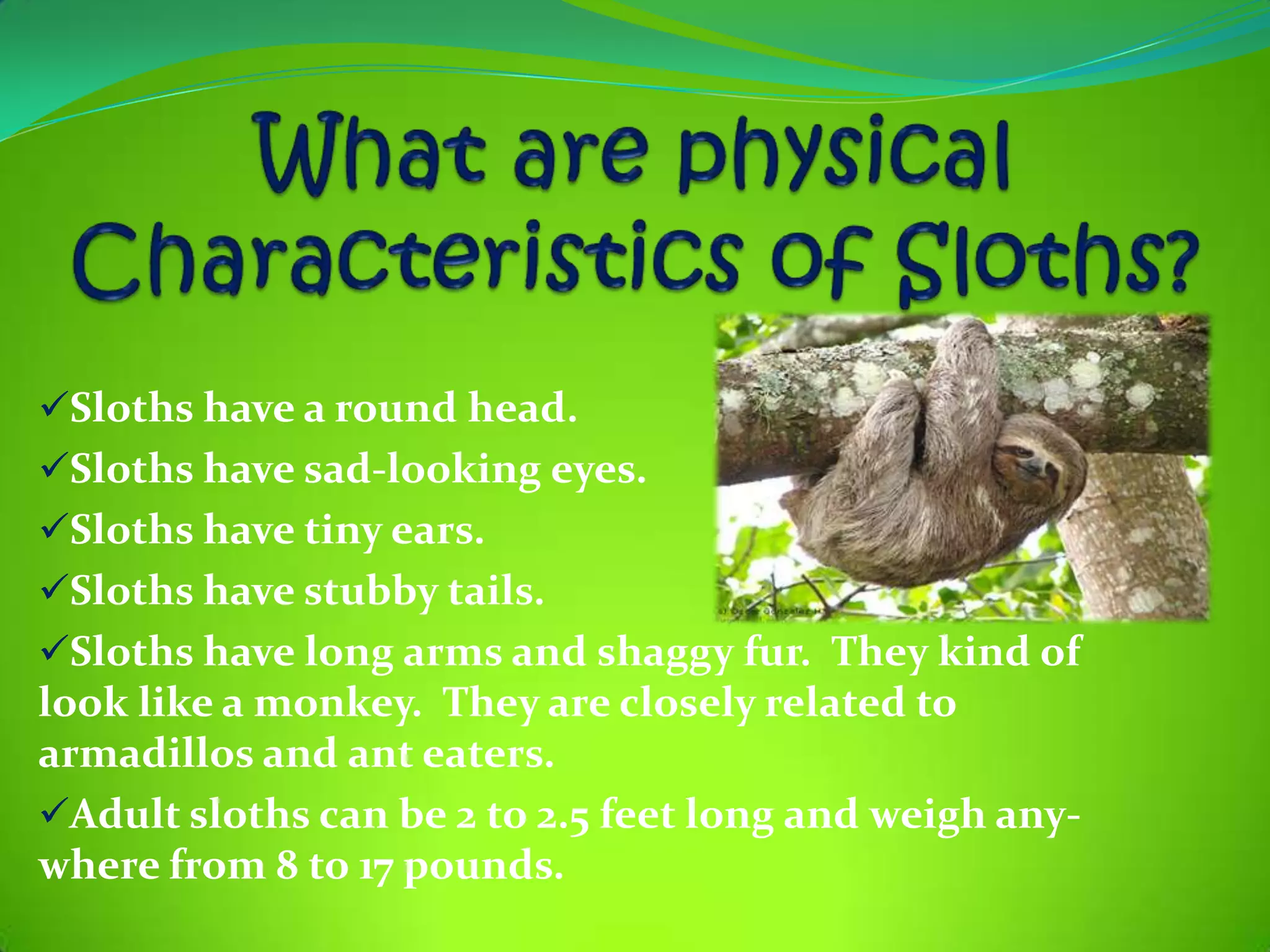 Student powerpoint my rainforest animal presentation 1 | PPTX