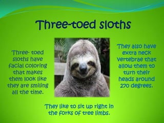 Student powerpoint my rainforest animal presentation 1 | PPTX