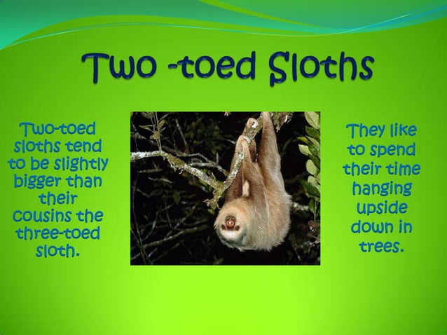 Student powerpoint my rainforest animal presentation 1 | PPTX ...