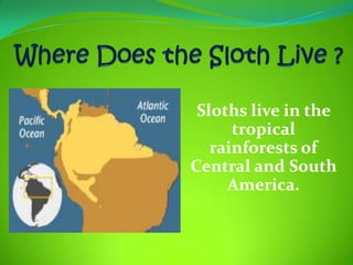 Student powerpoint my rainforest animal presentation 1 | PPTX