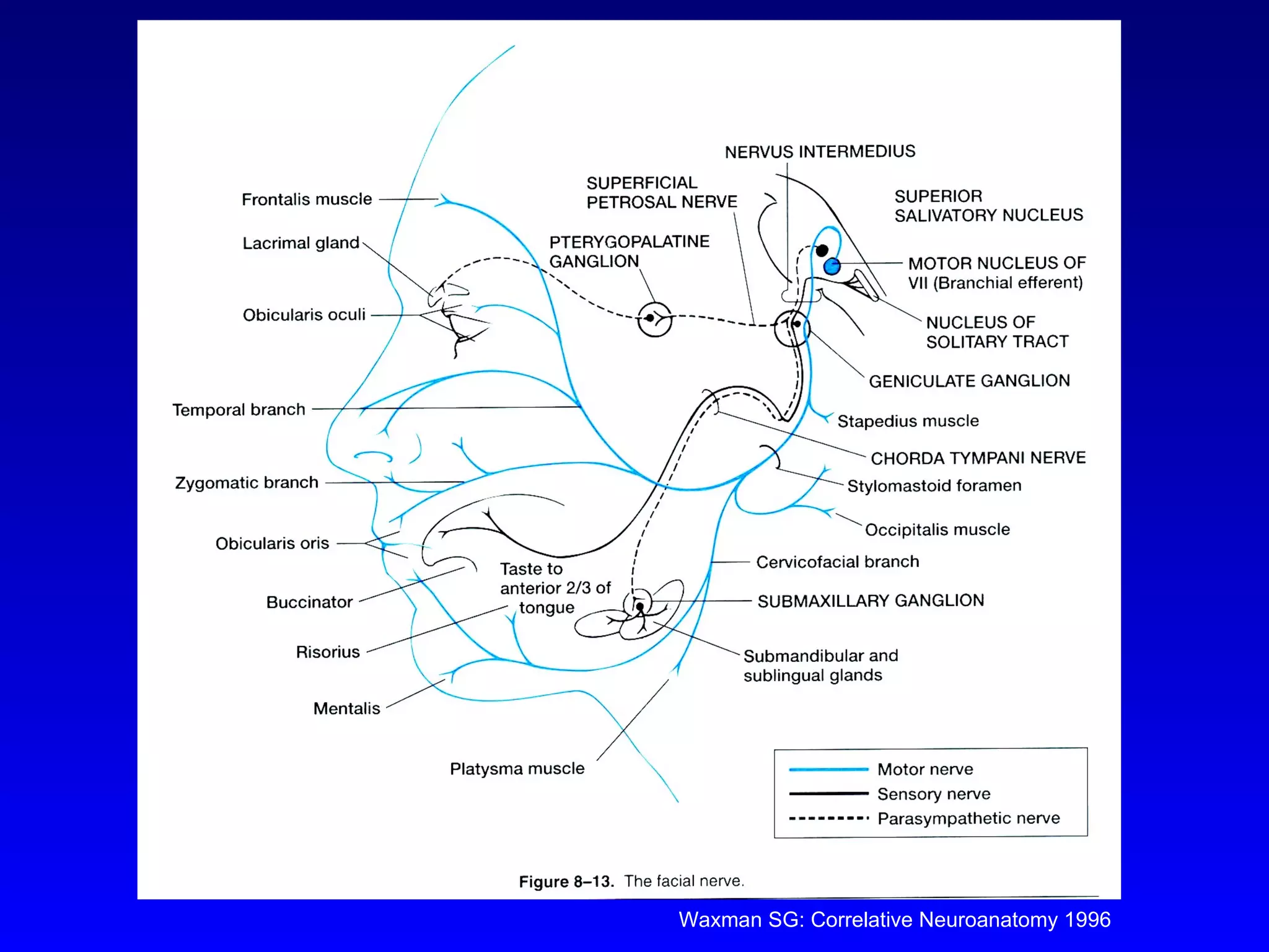 Students Facial Weakness | PPT