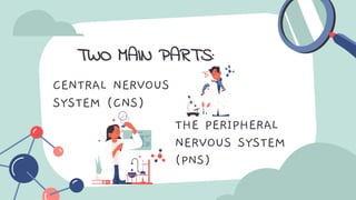 Structure and function of nervous system.pptx