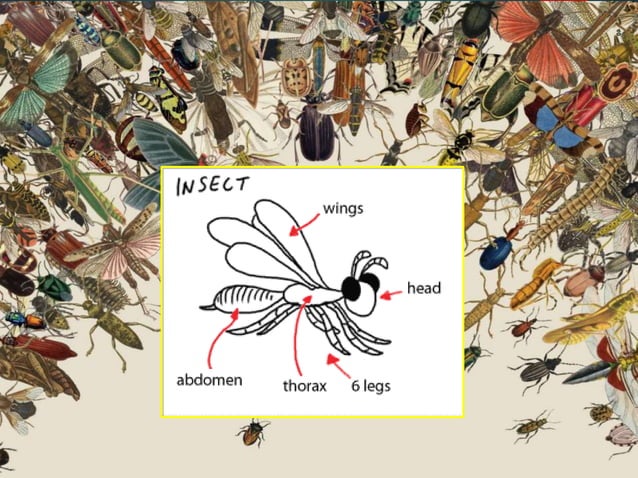 Storage Entomology | PPTX