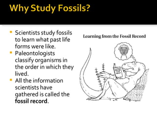 Studying Fossils | PPT