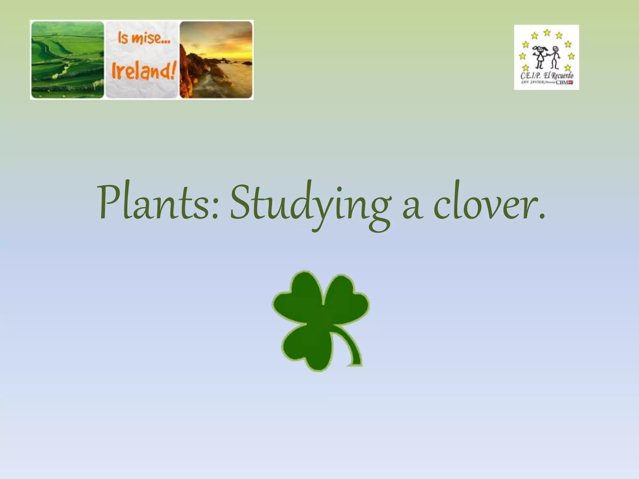Science: Studying a clover | PPT