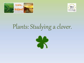 Science: Studying a clover | PPT