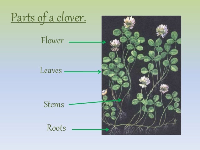 Science: Studying a clover