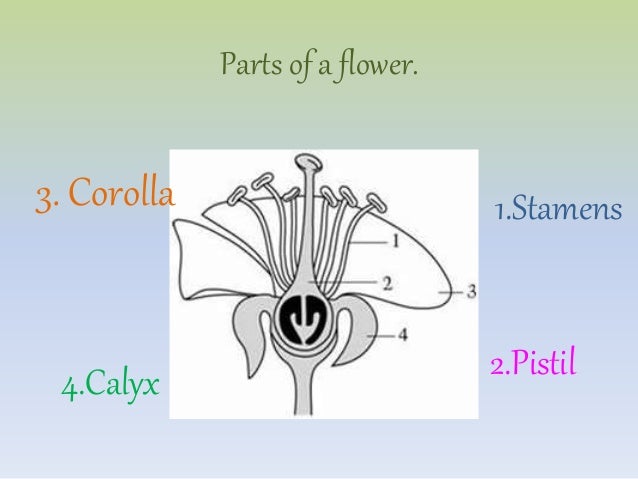 Science: Studying a clover