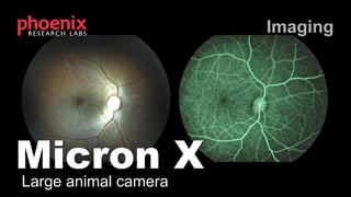 Studying Retinal Function in Large Animals: Laser-Induced Choroidal ...