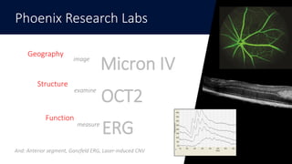 Studying Retinal Function in Large Animals: Laser-Induced Choroidal ...
