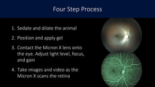 Studying Retinal Function in Large Animals: Laser-Induced Choroidal ...
