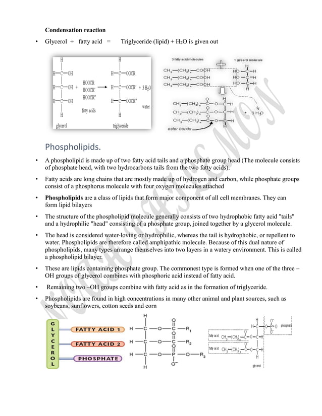 BIOCHEMISTRY NOTES By Noah Philemon | PDF