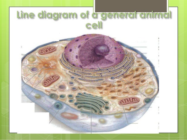 Study of a cell