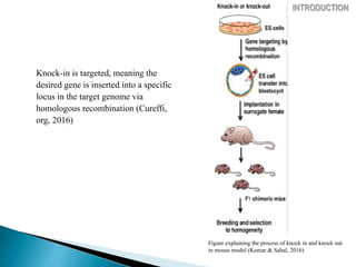 Study of alzheimer's disease using knock in mouse model | PPT