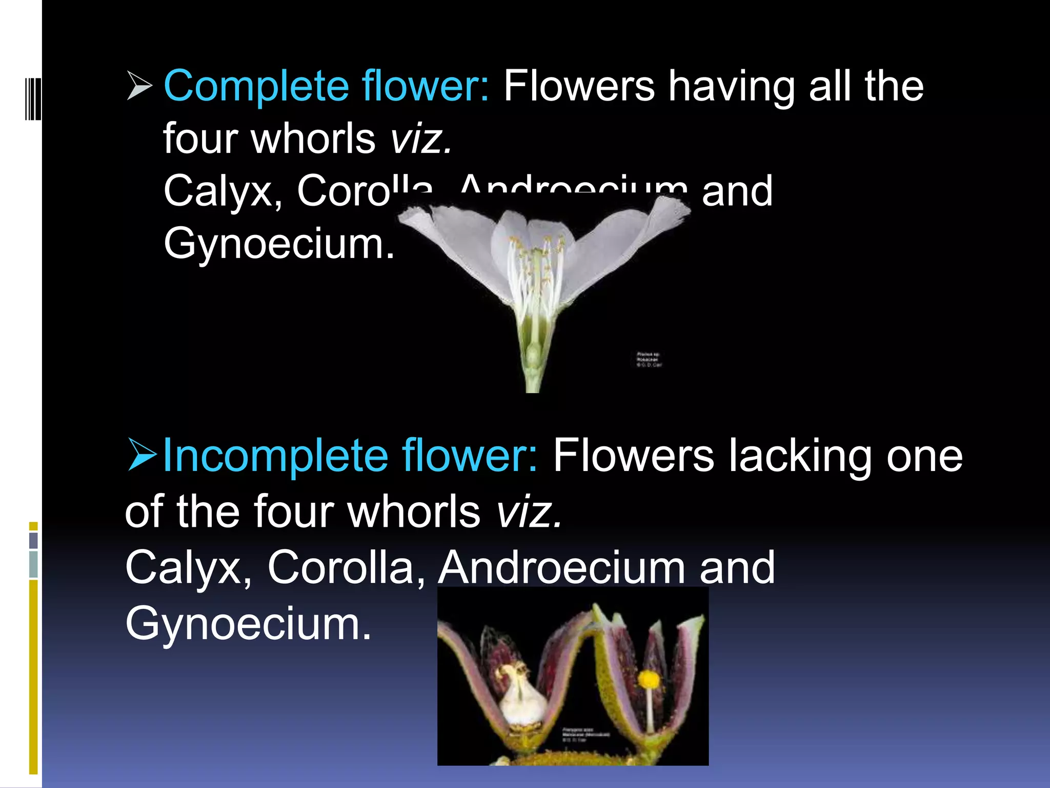 Study of angiosperm flower | PPTX