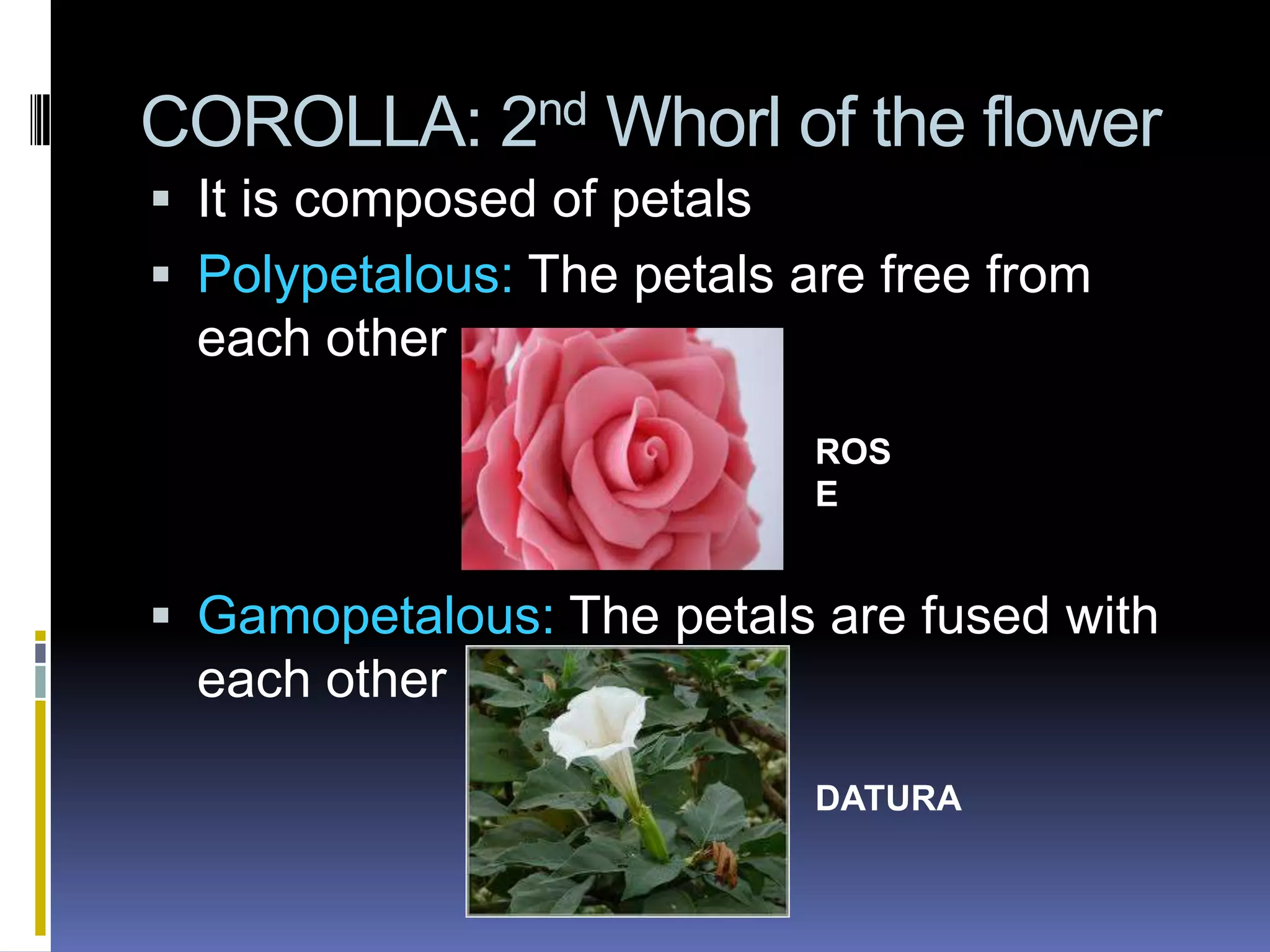 Study of angiosperm flower | PPTX