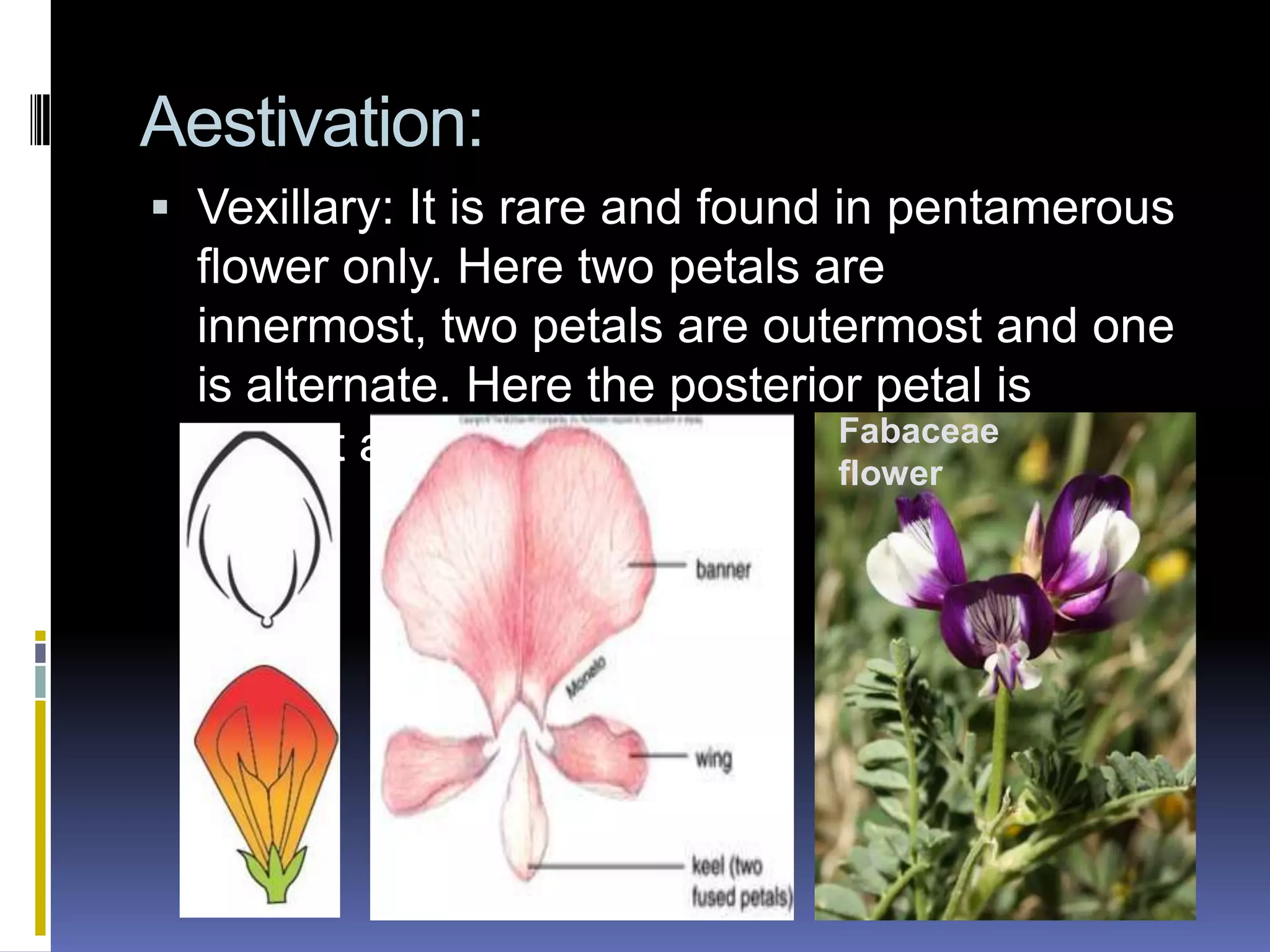 Study of angiosperm flower | PPTX
