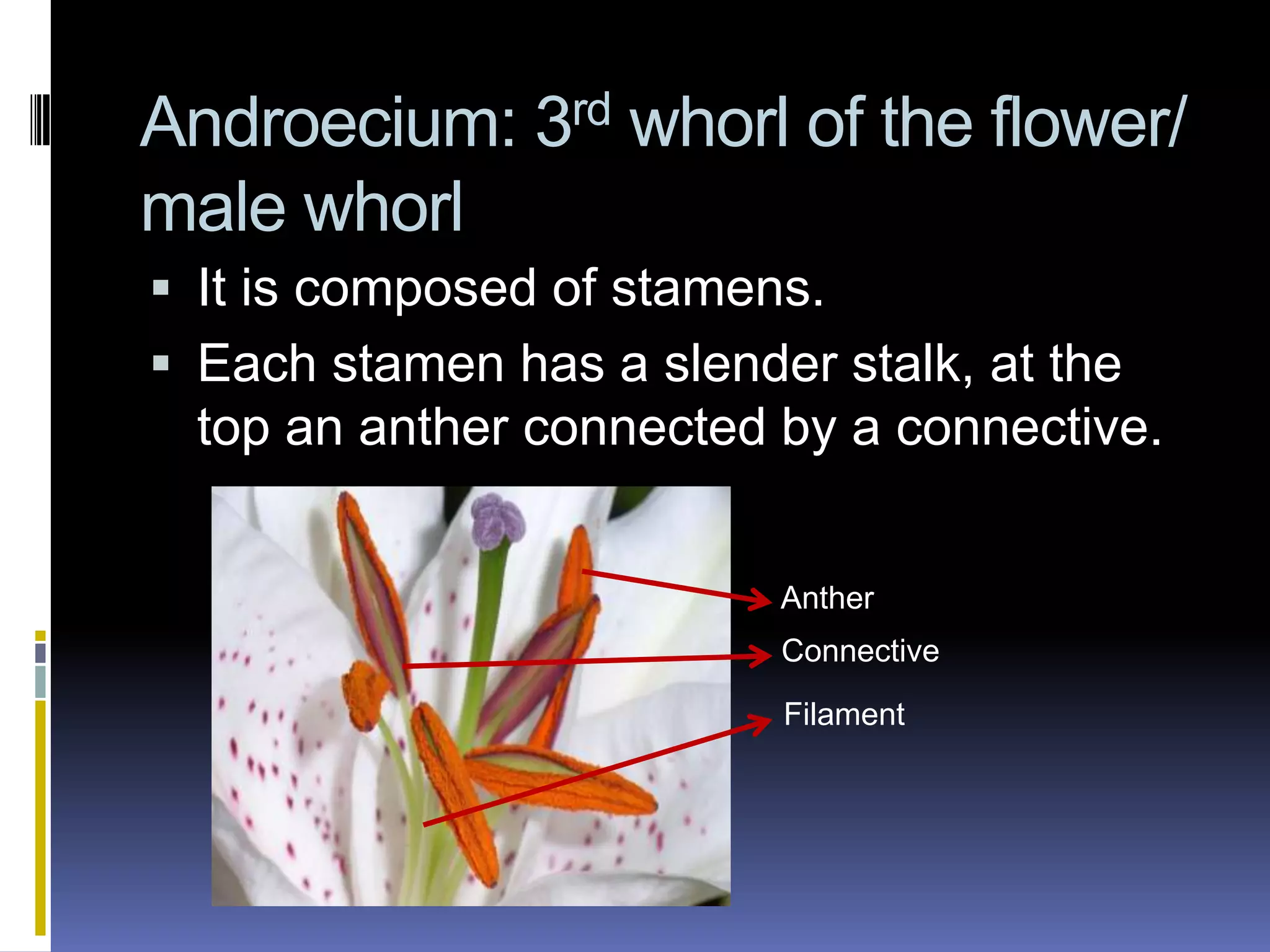 Study of angiosperm flower | PPTX