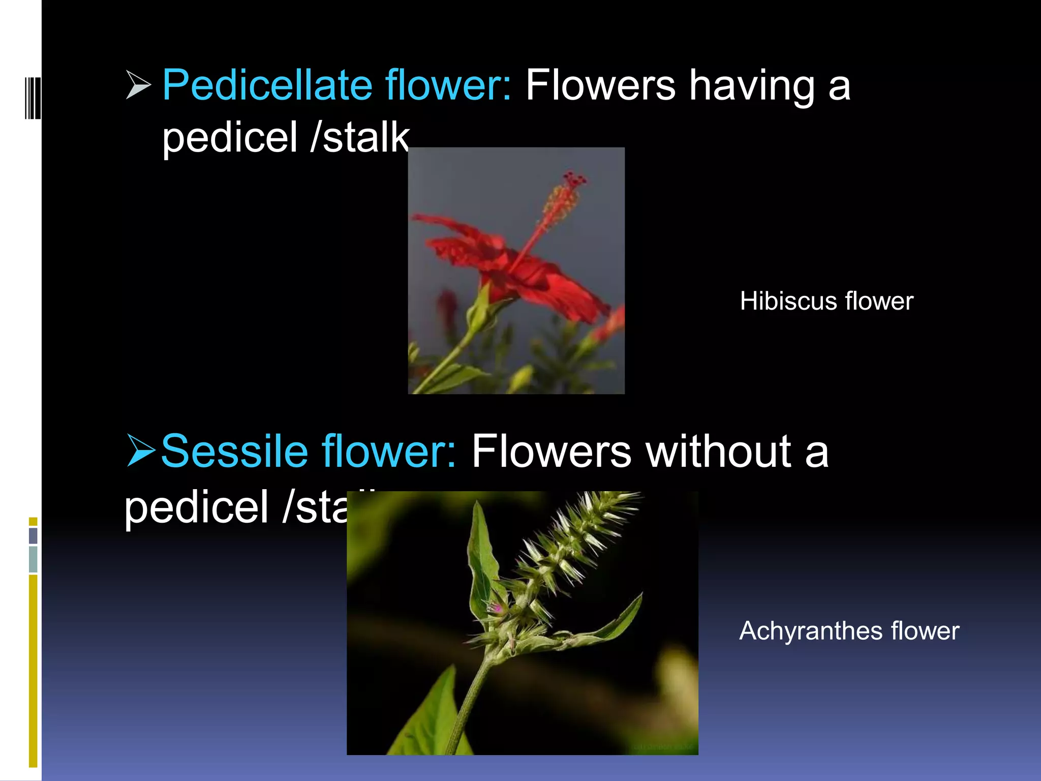 Study of angiosperm flower | PPTX