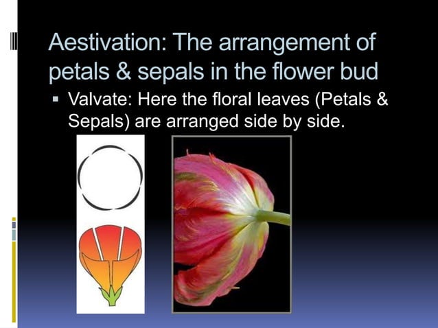 Study of angiosperm flower | PPTX | Gardening | Home & Garden