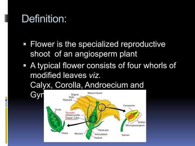 Study of angiosperm flower | PPTX | Gardening | Home & Garden