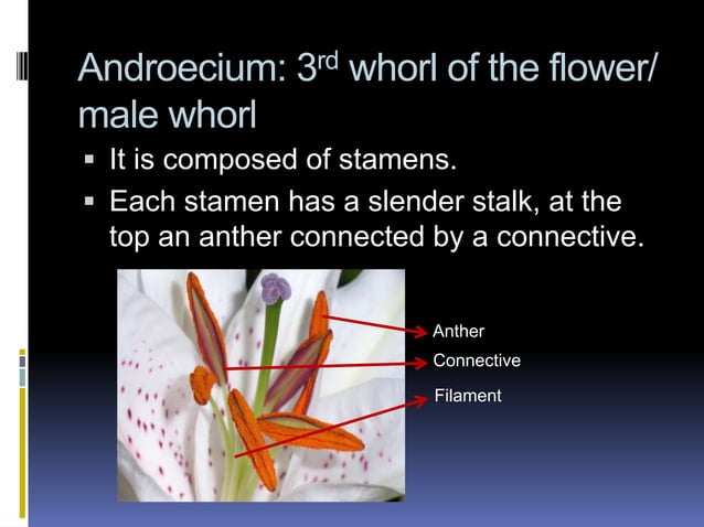 Study of angiosperm flower | PPTX | Gardening | Home & Garden