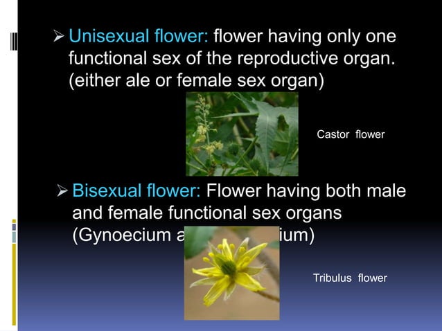 Study of angiosperm flower | PPTX | Gardening | Home & Garden