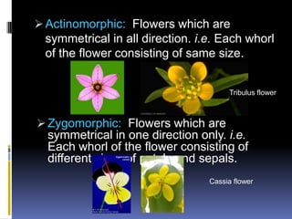 Angiosperm Flower Examples